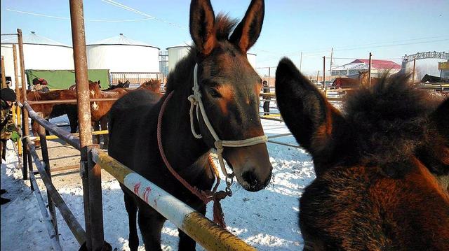 Are mules hybrids? Compared with donkeys and horses, what are the ...