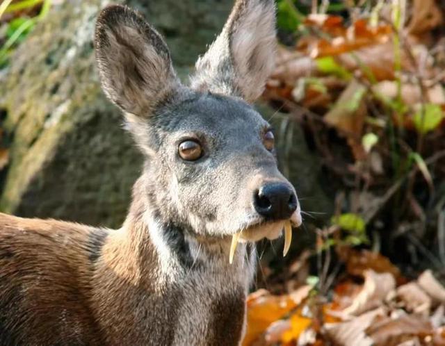 A forest musk deer can be sold for 20,000 yuan, and a gram of musk musk ...