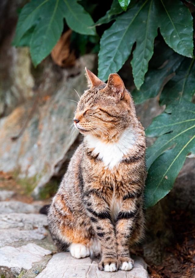 The "raccoon cat" has many advantages, and it is not inferior to ...