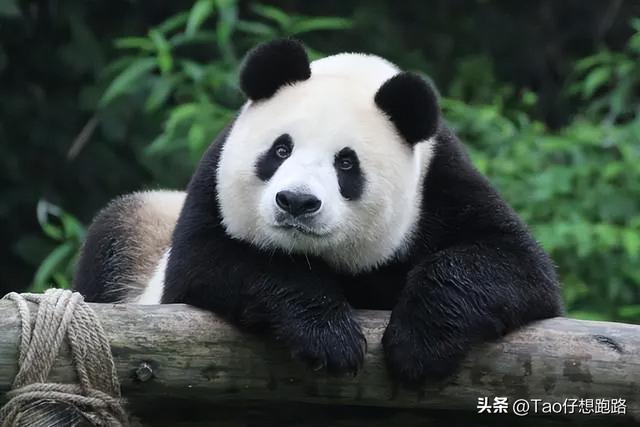 The giant panda "Yaya" in the United States is about to return to China ...