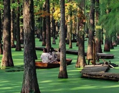Luyang Lake Wetland "Water Forest" is picturesque, and the beautiful ...