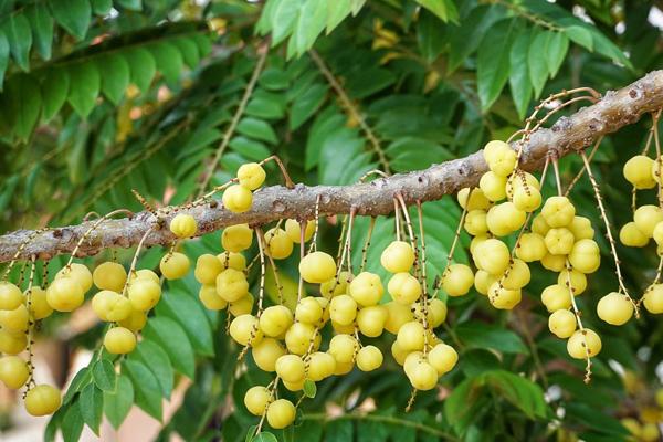 Stew two old hens, it is better to eat longan like this, three per day ...
