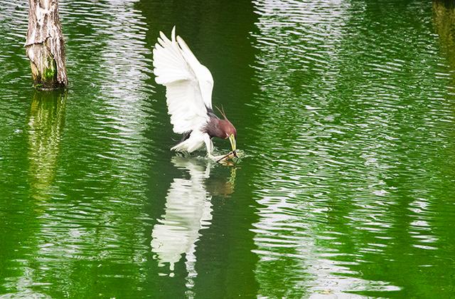Warm bird home in the green forest: looking for food on the water ...