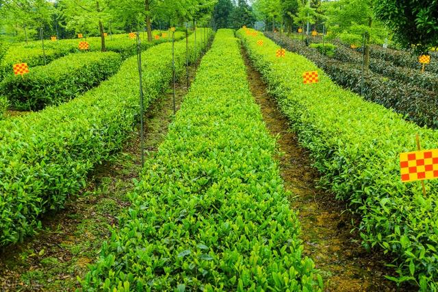 Old white tea is good, so is it bad to buy old white tea directly? - iMedia