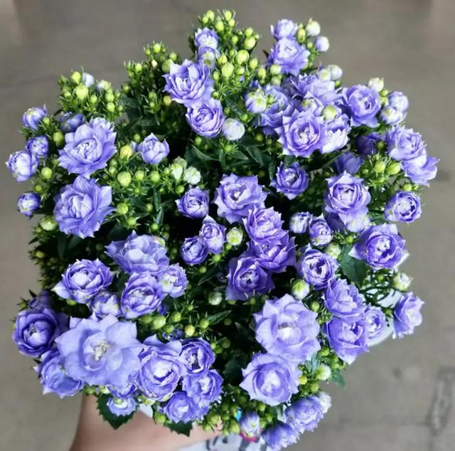 Danish bluebell buds always wither?In this way, gardening little whites ...