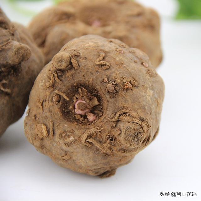 Cultivation Techniques of Konjac Seed Taro Cut into Blocks - iMedia