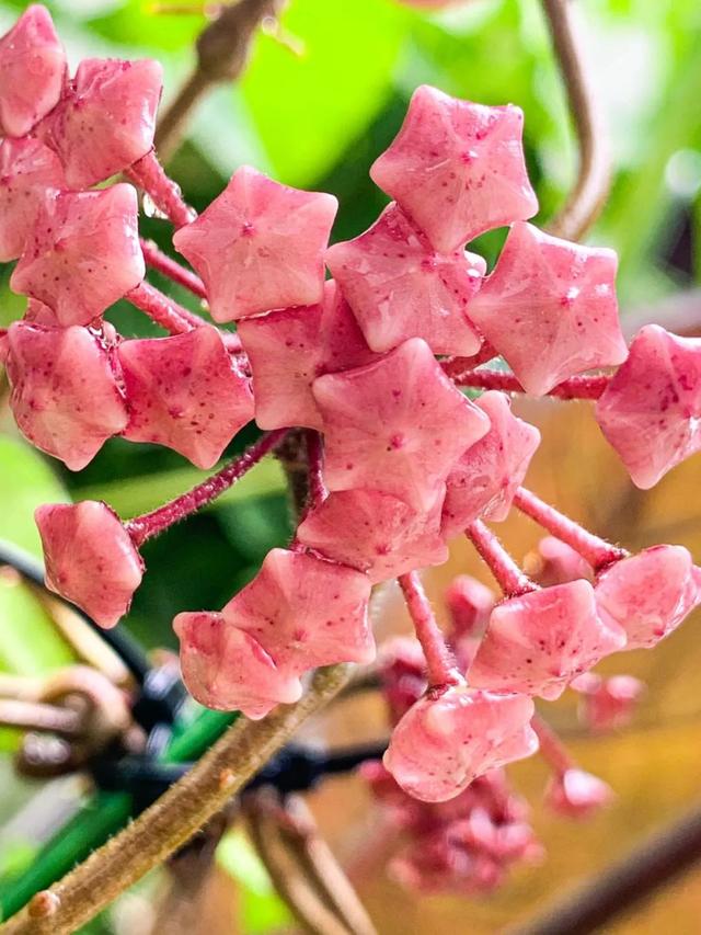 6 Indoor Flowering Plants That Enjoy Foliage Without Sun and Bloom With ...