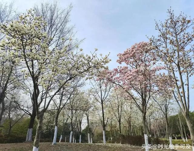 Two Poems "When the Magnolia Blooms" / "Thinking in the Moonlight" - iMedia