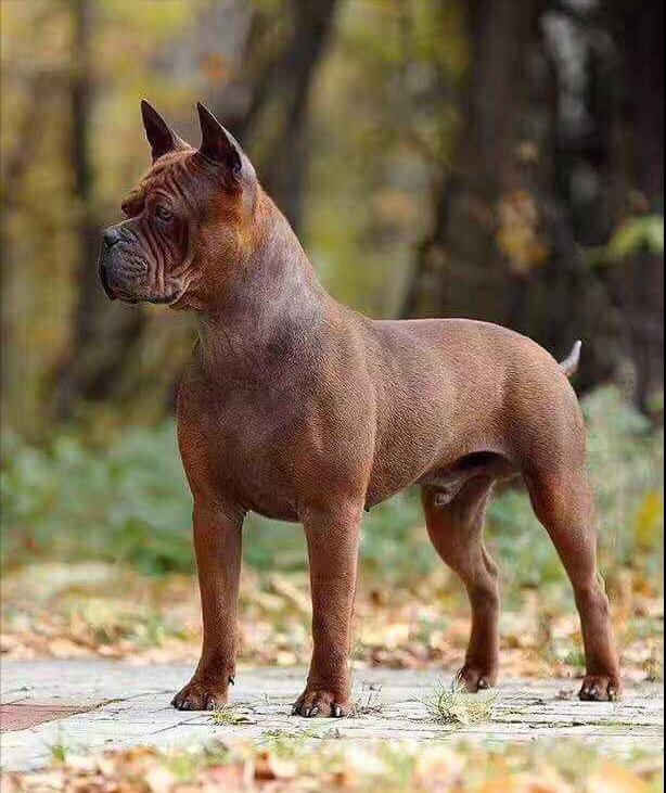 "Chuandong Hound" - the king of hounds, the real pride of domestic ...