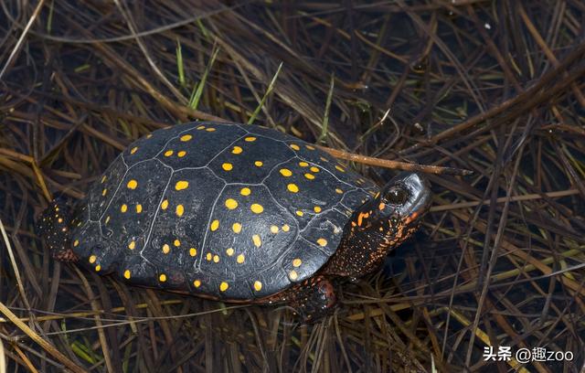 Top 10 most beautiful turtles in the world - iMedia