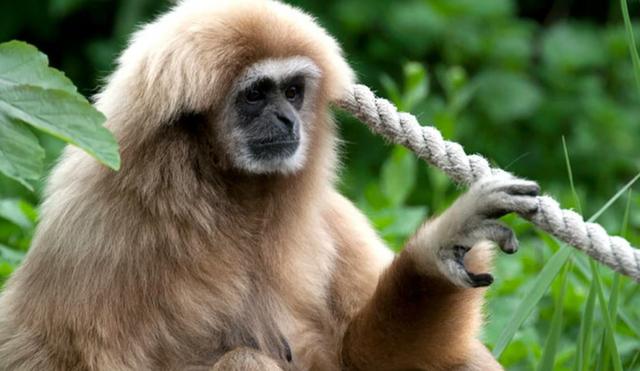 What's up in 2022?Two more species of gibbons have been declared ...