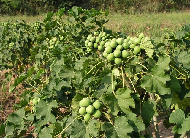 The fruit is very poisonous like walnut, but it can extract diesel oil ...