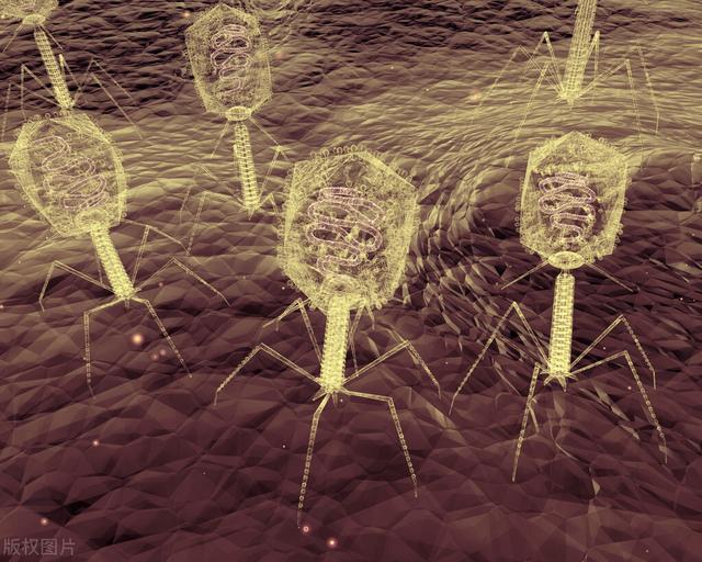 Key steps and technical experience in the application of phage display ...