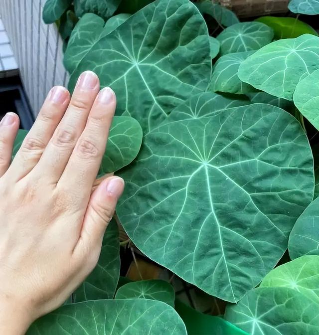 Sichuan netizens planted an "ugly pimple", and green leaves covered the ...