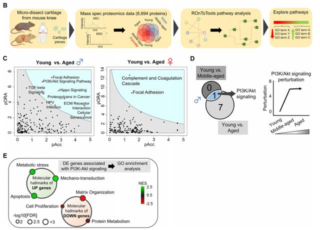 NC (IF17)! Proteomics reveals key proteins and related mechanisms of cartilage aging - iMedia