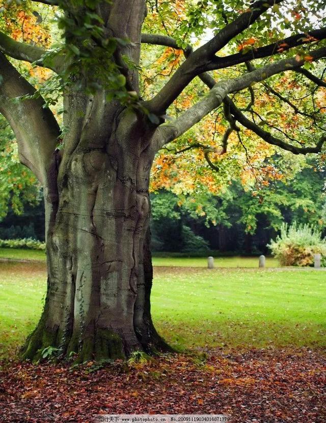Ten-day-dried Jiamu - iMedia