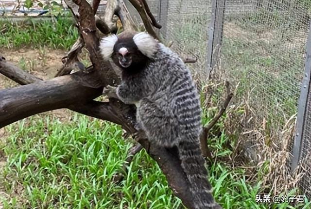 What do the human-faced beasts in Shanhaijing look like?What animal ...