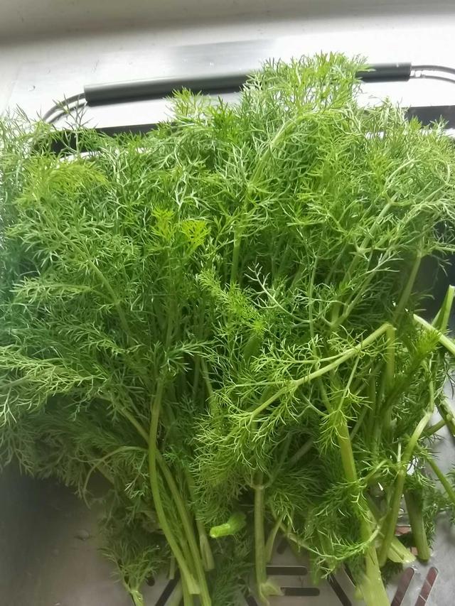 green anise my love - iMedia