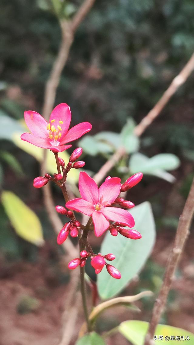 Lyre Coral: Flowers bloom continuously in four seasons, warm as fire ...