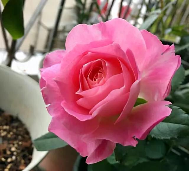 Rose·Poseidon King·balcony rose·beautiful as a peony, the flowering ...