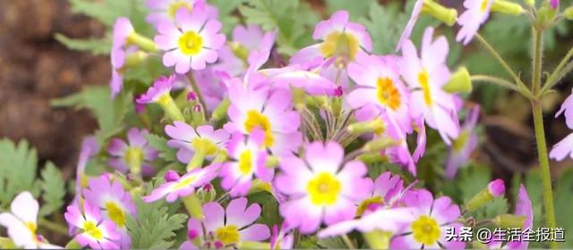 Disappeared for a hundred years and "reborn" again! Wuhan Botanical ...