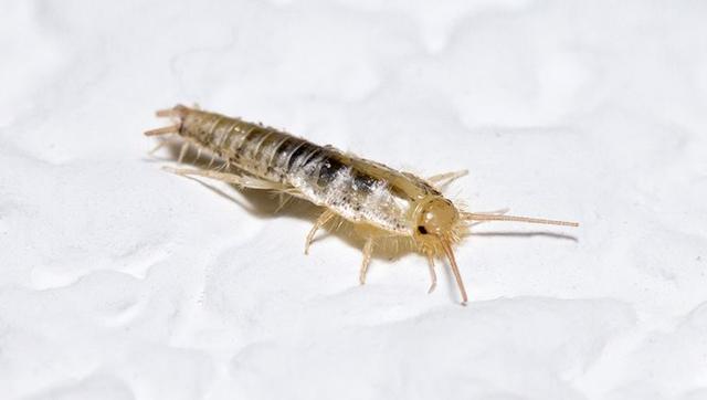 Where are the nests of silverfish worms? - iMedia