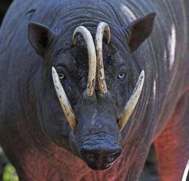 A strange wild boar appeared on an Indonesian island. Its fangs can ...