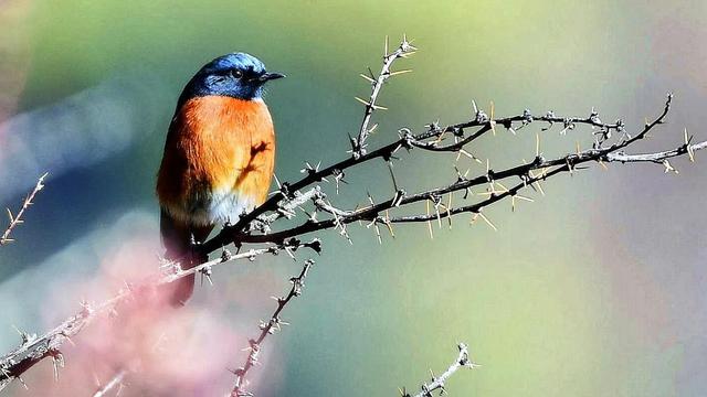 White-throated red-tailed robin is a special bird of China - iMedia