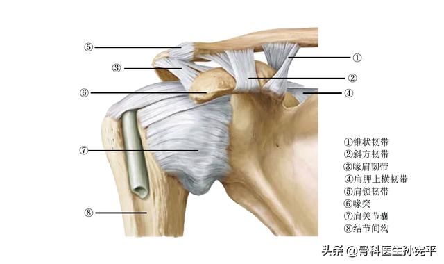 Distal clavicle ligament anatomy - classic atlas - iMedia