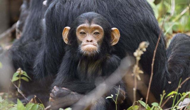 Is war unique to humans?Gombe chimpanzee war lasts 4 years and is ...