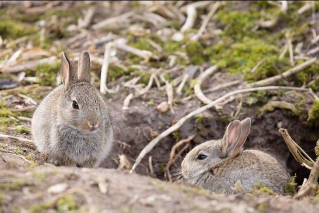 Consuming 90% of the members in exchange for coexisting with the deadly ...