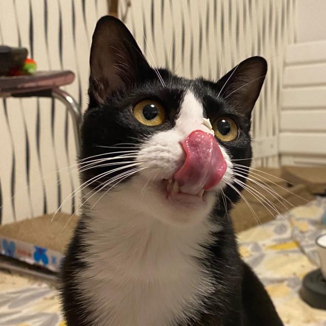 It turns out that the cow cat is "commoner's price, high-end quality ...