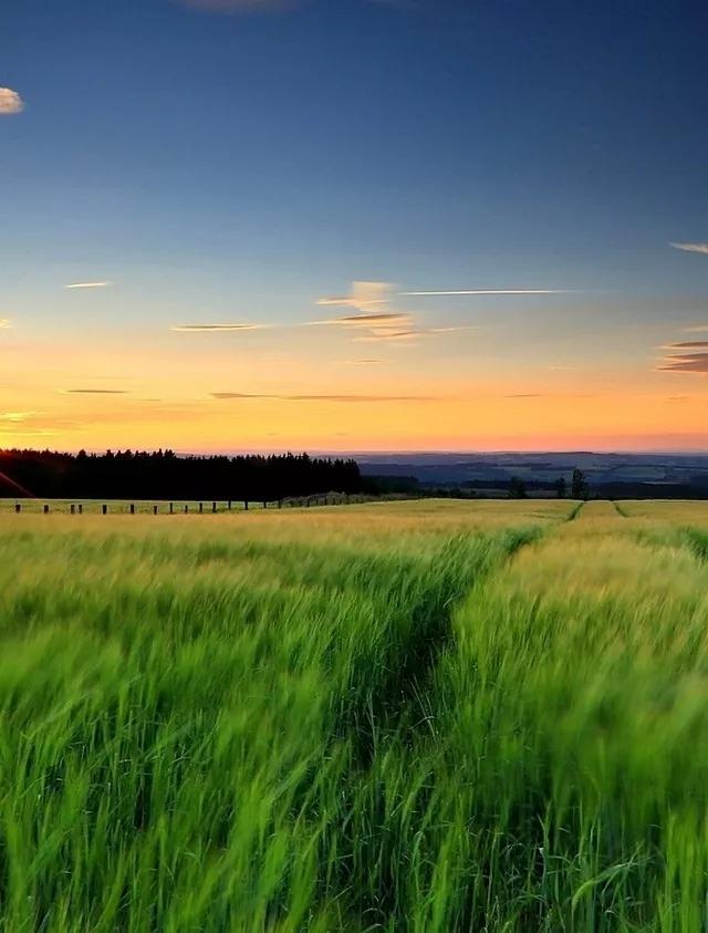 "Little Man Festival" Memories of Night Fun in Wheat Fields - iMedia