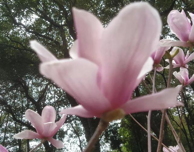 The magnolia and cherry blossoms in Pearl River Park are in full bloom ...