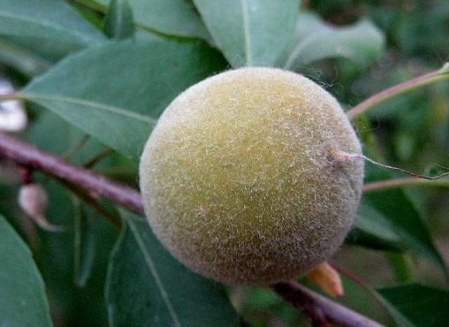 Xinjiang native peaches, ugly and nutritious, can cook - iMedia