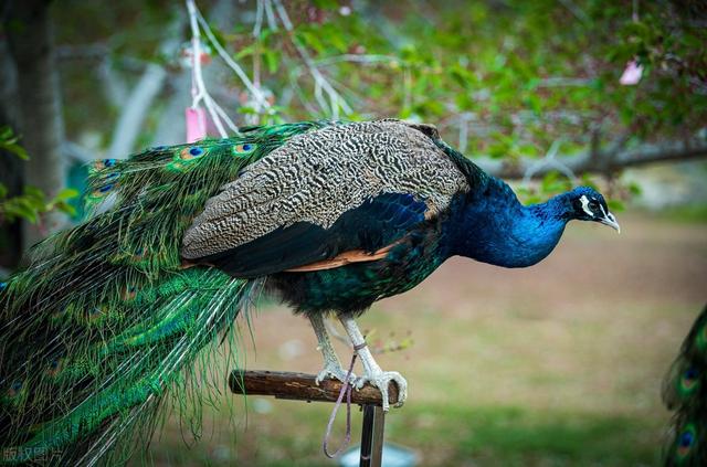Advantages and disadvantages of peacock - iMedia