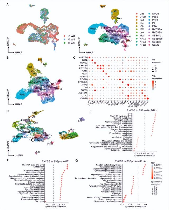 Single-cell transcriptomics + spatial metabolomics identify metabolic ...