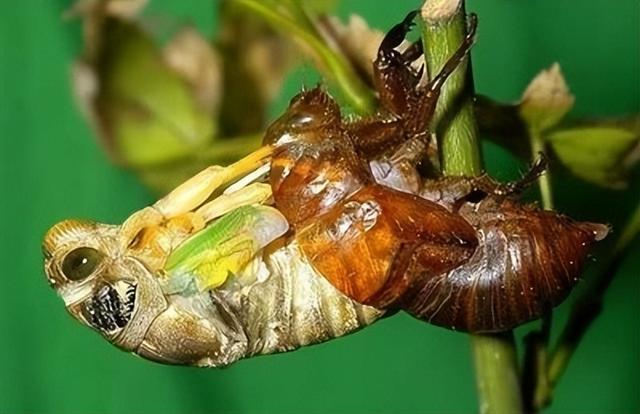 "Tang monk meat" longevity meat, is there really Tang monk meat in the ...