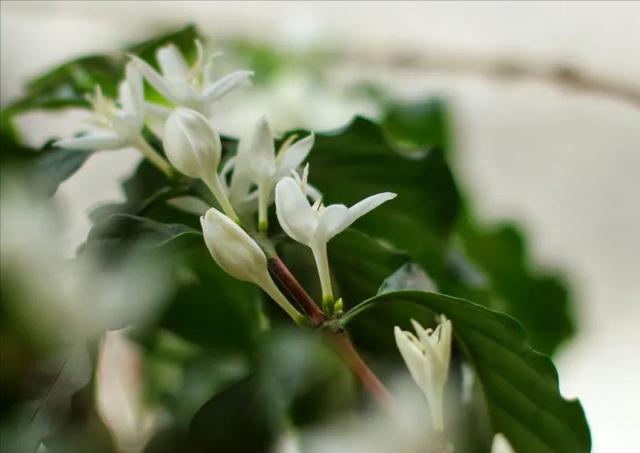 What exactly is the scent of white flowers? - iMedia
