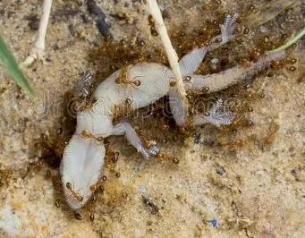 Each ant is a cell, and the ant colony is a superorganism - iMedia