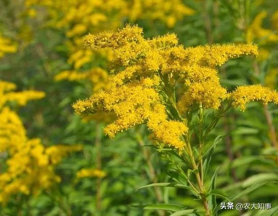 The invasive alien species 'Mongolia canadensis' comes in handy and can ...