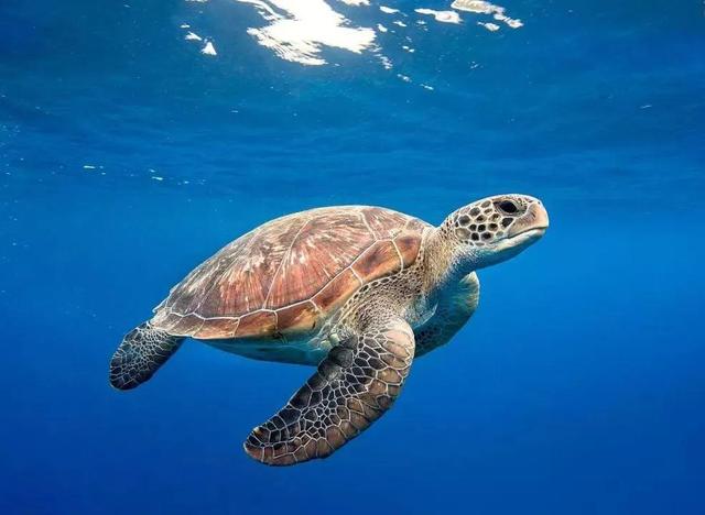 Animal cold knowledge: It turns out that the sex of sea turtles is ...