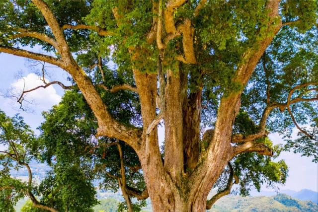 A tree sells for 250 million!It used to be the golden nanmu for the ...