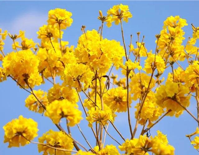 I fell in love with the wind Suzuki flower this spring, may this visual ...