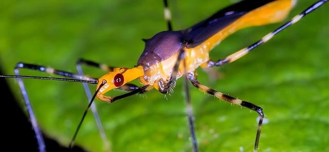 10 most dangerous insects in the world - iMedia