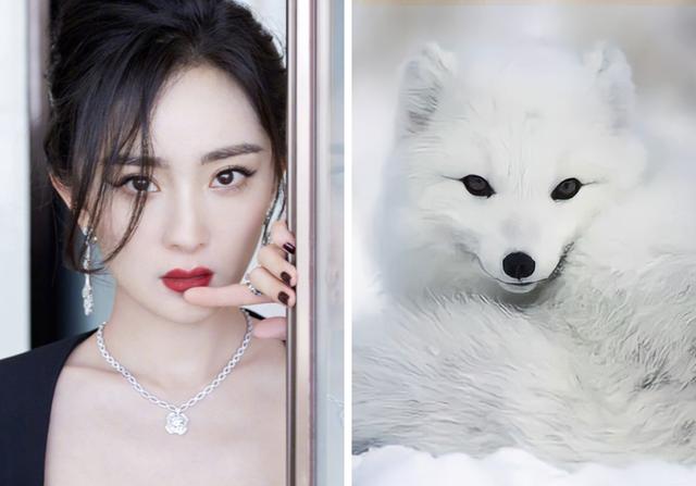 The "Chinese fox" that is dragged and flirted with: Yang Mi, Song Yi ...