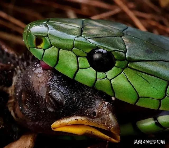 30 photos of rare animals: sea turtles are deformed by rubber bands ...
