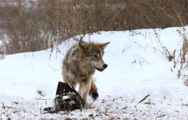 What would happen if a wolf accidentally ran out of a nuclear radiation ...