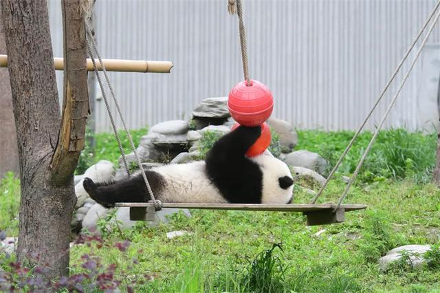 Vision is not enough, color to make up! How many colors can giant ...