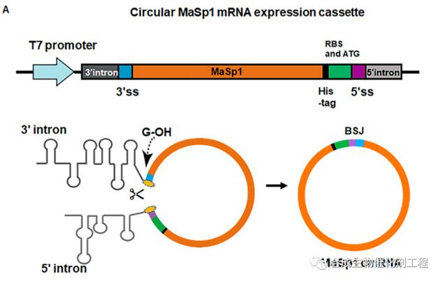 Tiangong Institute Zhang Xueli et al. used circular mRNA to produce ...